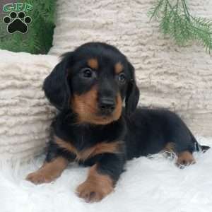 Matt Shetler - Greenfield Puppies