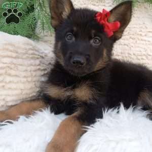 Matt Shetler - Greenfield Puppies