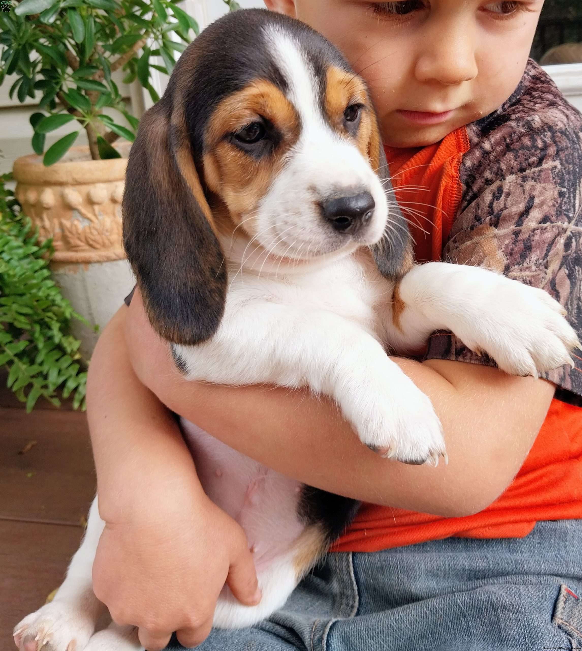 Bella - Beagle Puppy For Sale in Pennsylvania