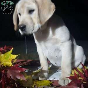 Yellow Labrador Retriever Puppies For Sale - Greenfield Puppies