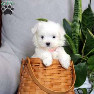Maltese Puppies For Sale - Greenfield Puppies