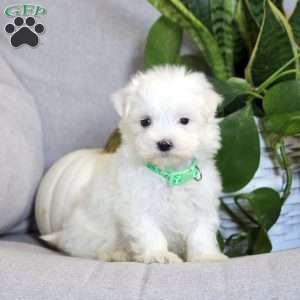Maltese Puppies For Sale - Greenfield Puppies