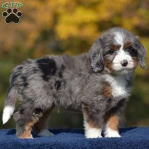 Abner Glick - Greenfield Puppies