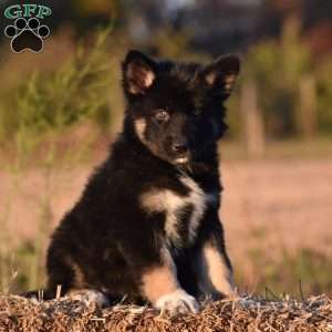 Shepsky Puppies for Sale - Greenfield Puppies