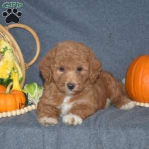 David Beiler - Greenfield Puppies