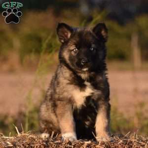 Shepsky Puppies for Sale - Greenfield Puppies