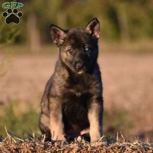 Shepsky Puppies for Sale - Greenfield Puppies