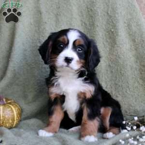 Miniature Bernese Mountain Dog Puppies for Sale