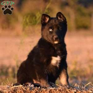Shepsky Puppies for Sale - Greenfield Puppies