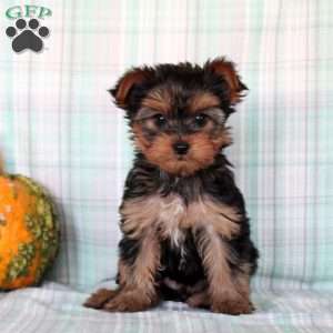 Elmer Zook - Dog Breeder | Greenfield Puppies