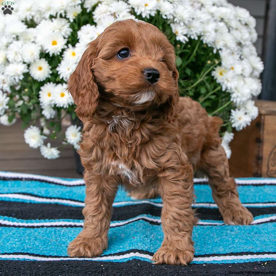 Coco - Cockapoo Puppy For Sale in New York