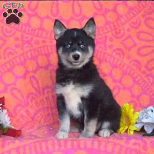 Pomsky Puppies For Sale - Greenfield Puppies