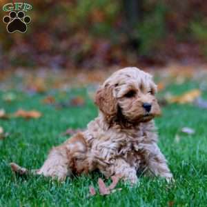 Cockapoo Puppies for Sale - Greenfield Puppies