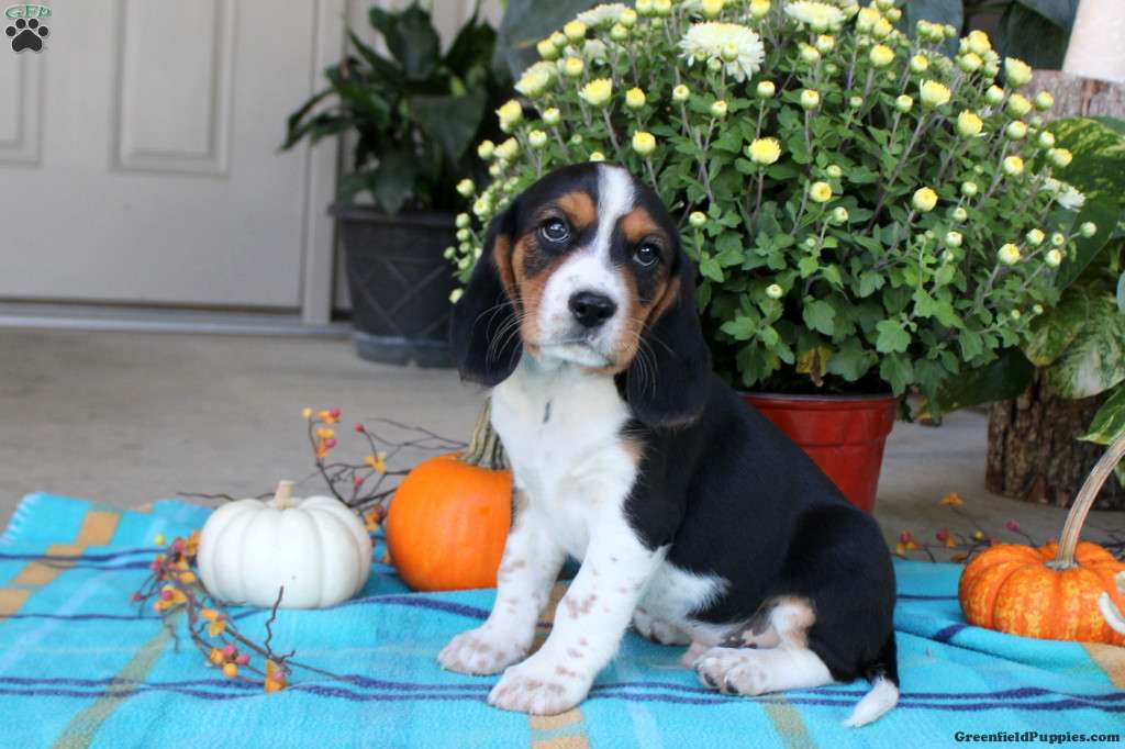 Gavin - Beaglier Puppy For Sale in Pennsylvania