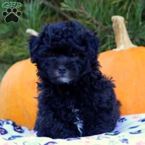 Havapoo Puppies For Sale - Greenfield Puppies