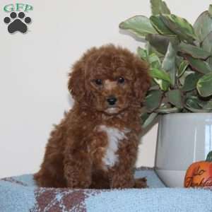 Cavapoo Puppies For Sale - Greenfield Puppies