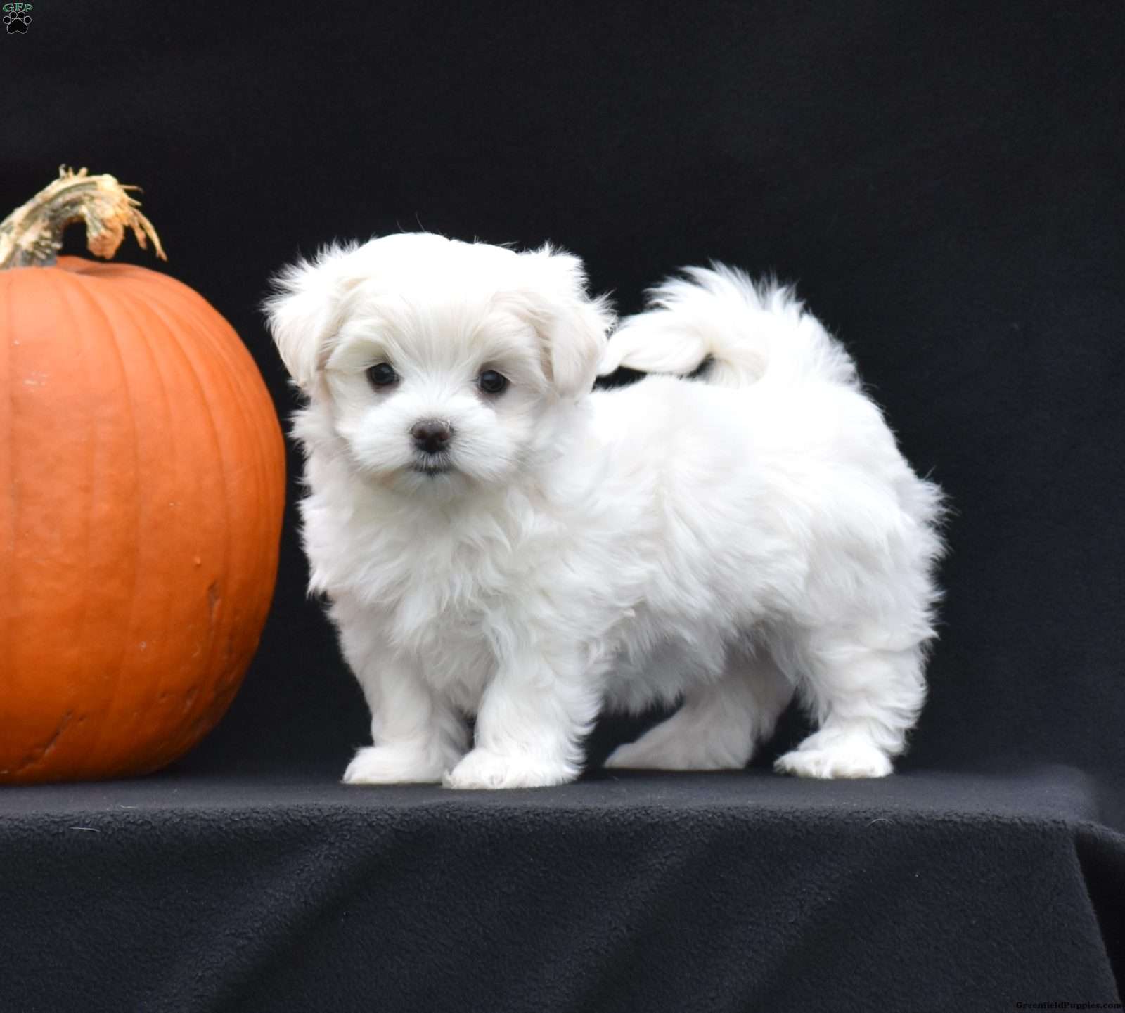 Harper - Maltese Puppy For Sale in Pennsylvania