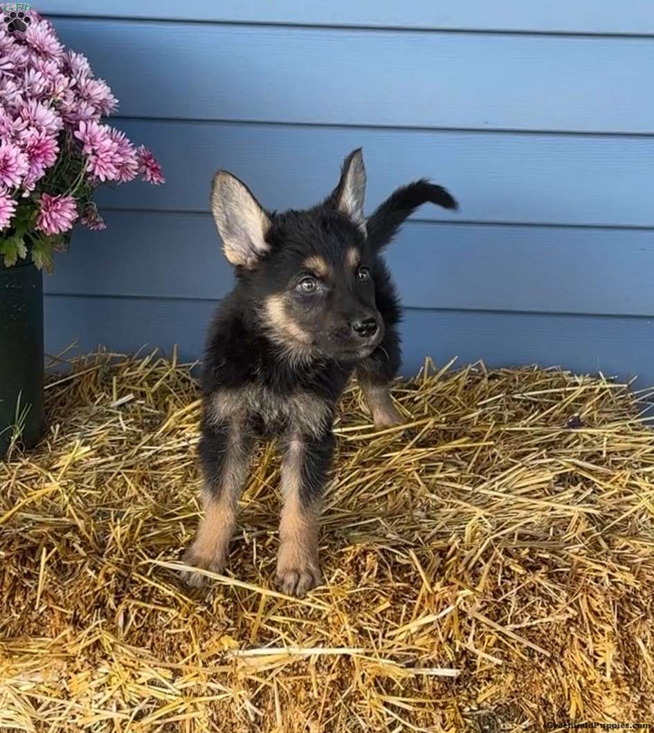 Sam - German Shepherd Puppy For Sale in Pennsylvania