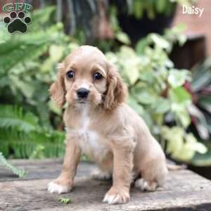 Cockalier Puppies For Sale | Greenfield Puppies