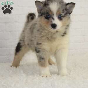 Pomsky Puppies For Sale - Greenfield Puppies