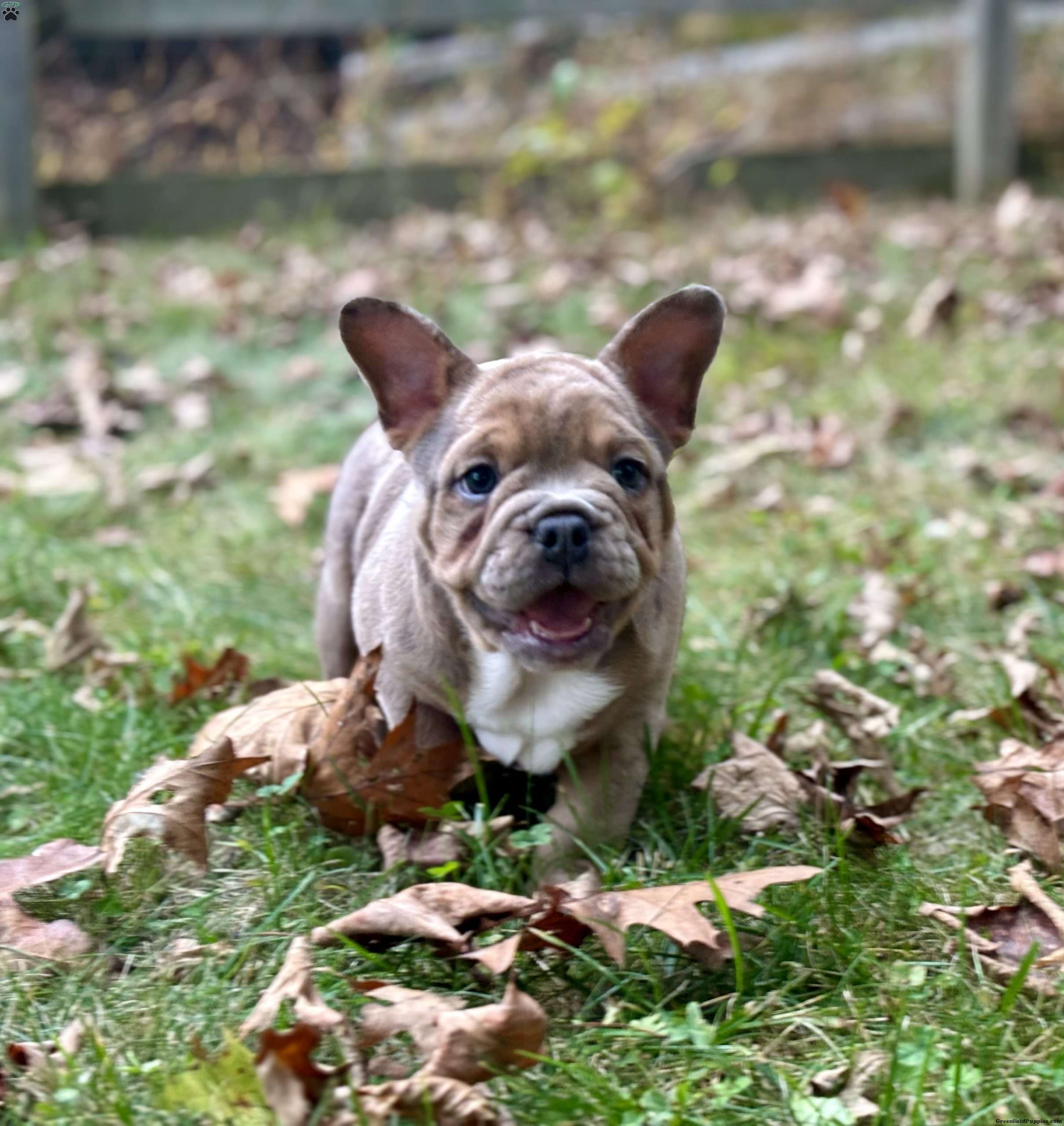 Frenglish Bulldog Puppies For Sale - Greenfield Puppies