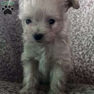 Pomapoo Puppies For Sale | Greenfield Puppies