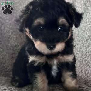 Pomapoo Puppies For Sale | Greenfield Puppies