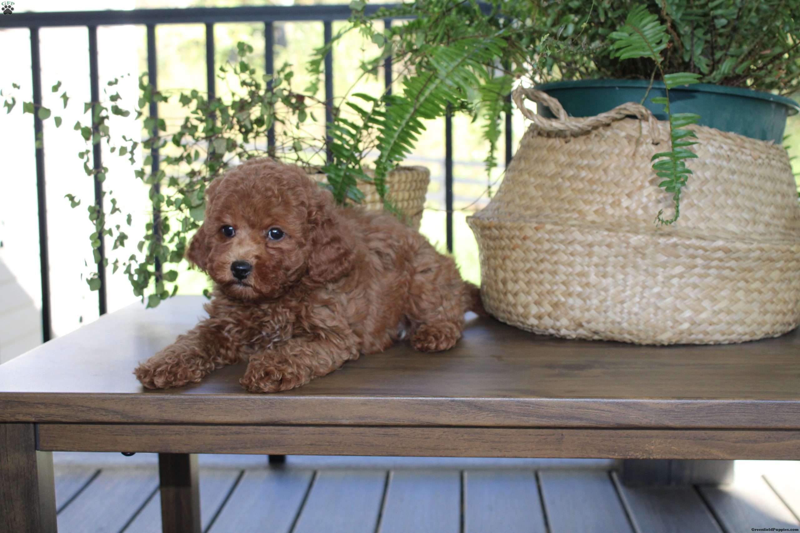 Luna - Cavapoo Puppy For Sale in Ohio