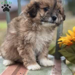 Pomapoo Puppies For Sale | Greenfield Puppies