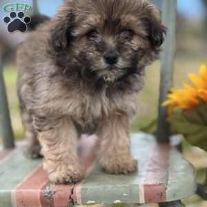 Pomapoo Puppies For Sale | Greenfield Puppies