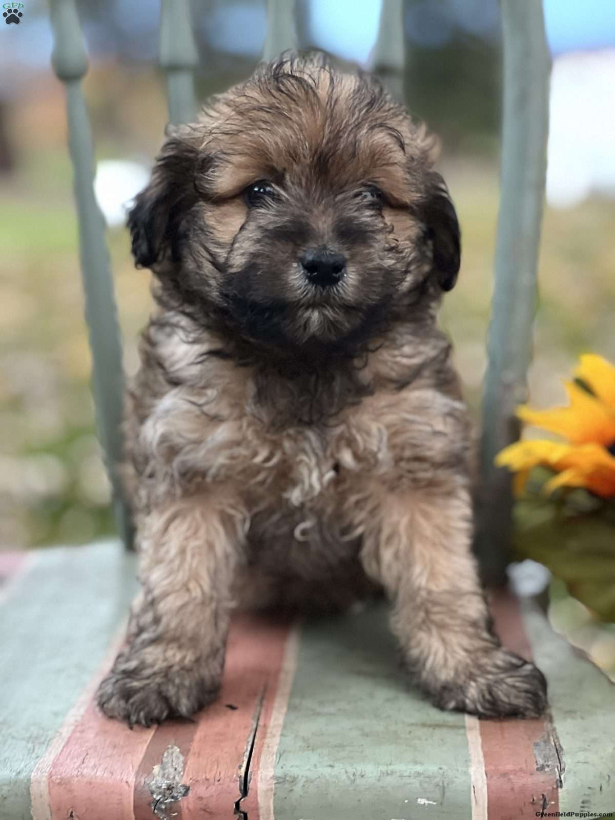 Lucas - Pomapoo Puppy For Sale in New York