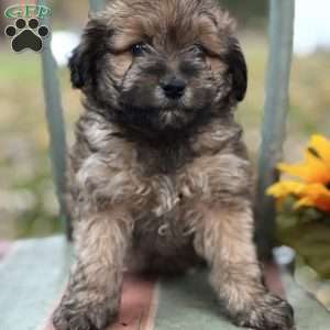 Pomapoo Puppies For Sale | Greenfield Puppies