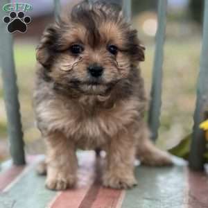 Pomapoo Puppies For Sale | Greenfield Puppies