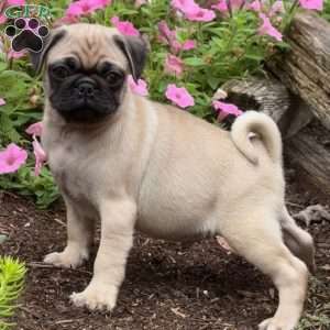 Pug Puppies For Sale - Greenfield Puppies
