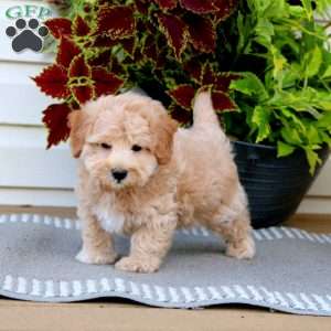 Havapoo Puppies For Sale - Greenfield Puppies