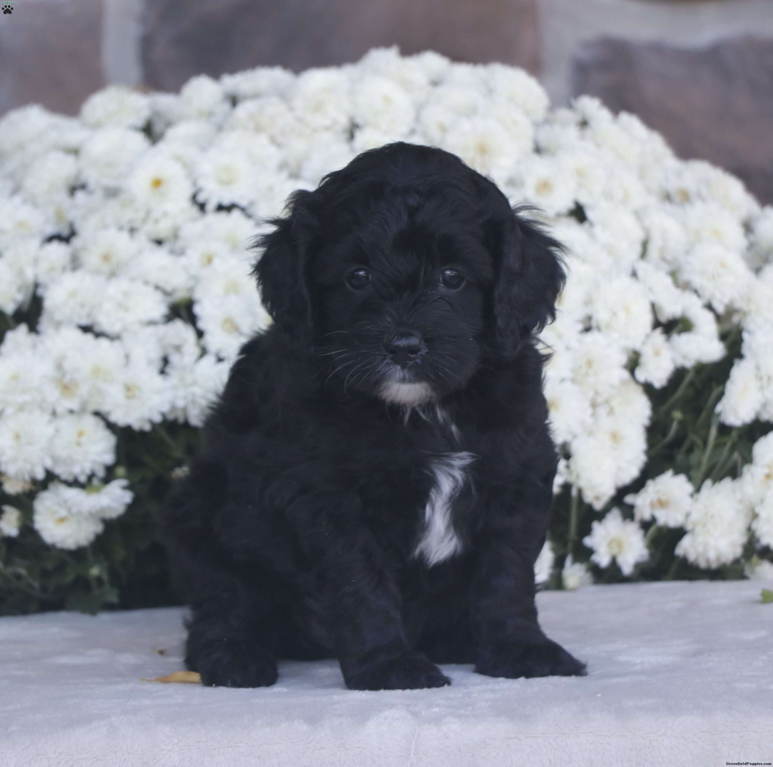 Kelsey – F1b - Cavapoo Puppy For Sale in Pennsylvania