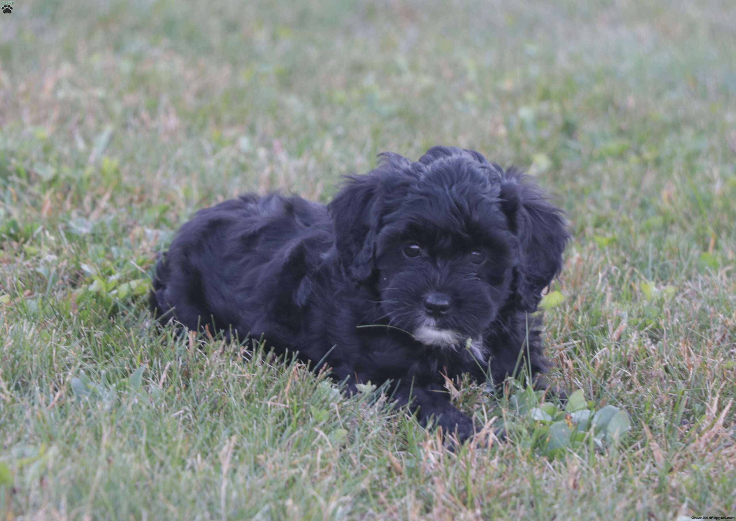 Kelsey – F1b - Cavapoo Puppy For Sale in Pennsylvania
