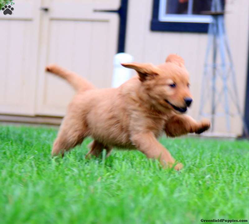 Kyle - Golden Retriever Puppy For Sale in Pennsylvania