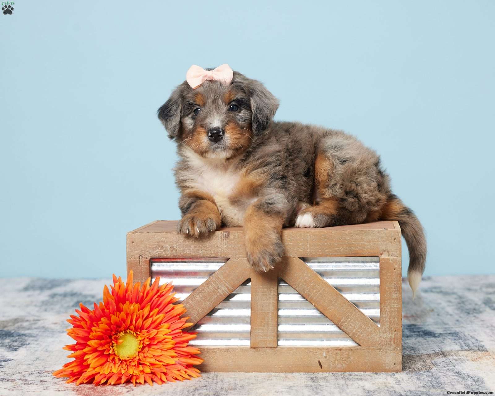 Lori - Mini Bernedoodle Puppy For Sale in Ohio