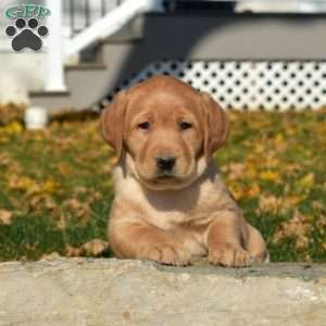 Fox Red Labrador Retriever Puppies for Sale - Greenfield Puppies