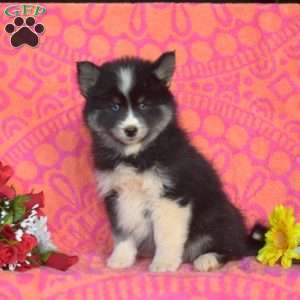 Pomsky Puppies For Sale - Greenfield Puppies