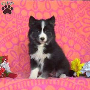 Pomsky Puppies For Sale - Greenfield Puppies