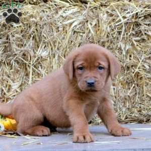 Fox Red Labrador Retriever Puppies for Sale - Greenfield Puppies