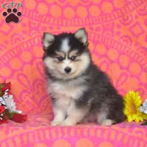 Pomsky Puppies For Sale - Greenfield Puppies