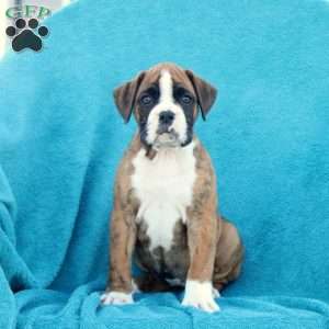 Boxer Puppies For Sale - Greenfield Puppies