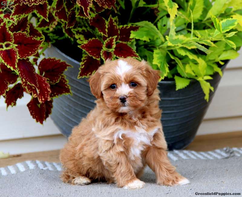 Missy - Havapoo Puppy For Sale in Pennsylvania