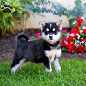 Pomsky Puppies For Sale - Greenfield Puppies