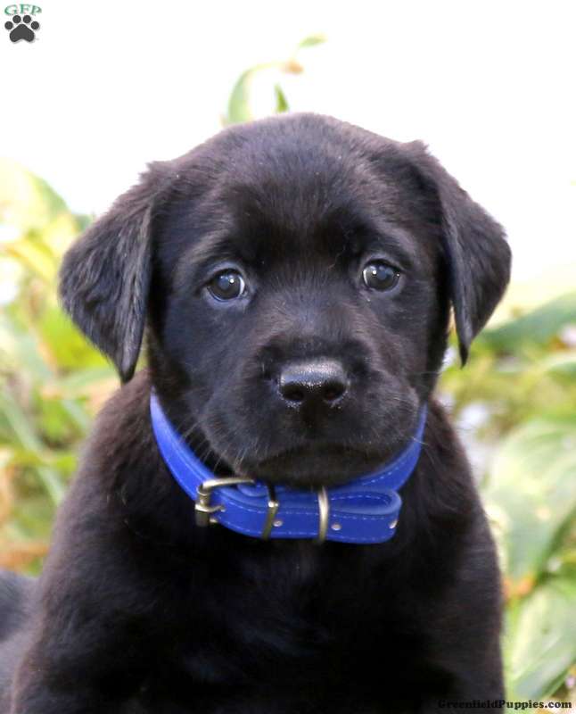 Panther - Black Labrador Retriever Puppy For Sale in Pennsylvania