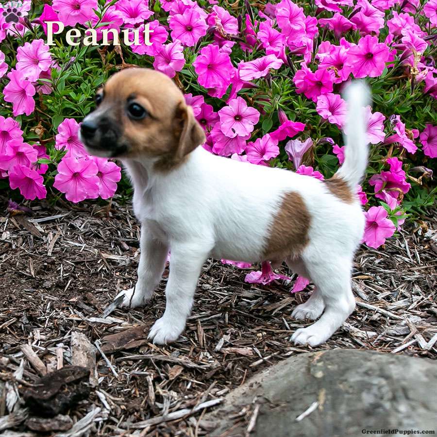 Peanut - Jack-A-Ranian Puppy For Sale in New York