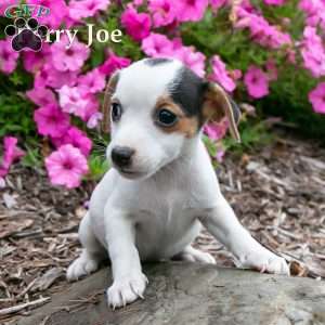 Jack-A-Ranian Puppies For Sale - Greenfield Puppies